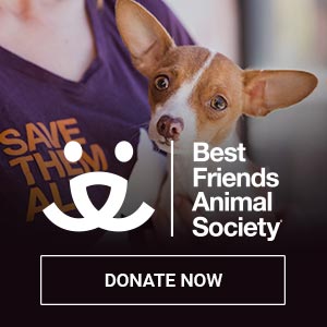 Donate Your Vehicle To Support A Nonprofit - CARS