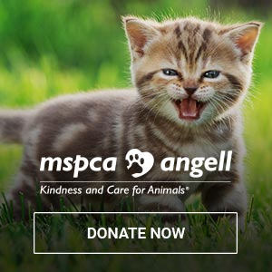 Donate Your Vehicle To Support A Nonprofit - CARS